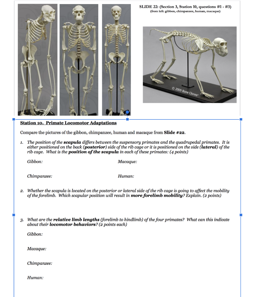 Solved SLIDE 22: (Section 3, Station 10, questions #1 - #3) | Chegg.com