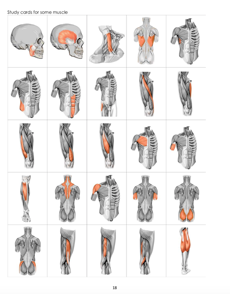 Solved Study cards for some muscle 18 | Chegg.com