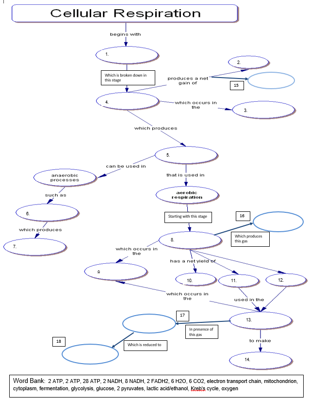 Complete the cellular respiration chart with the | Chegg.com