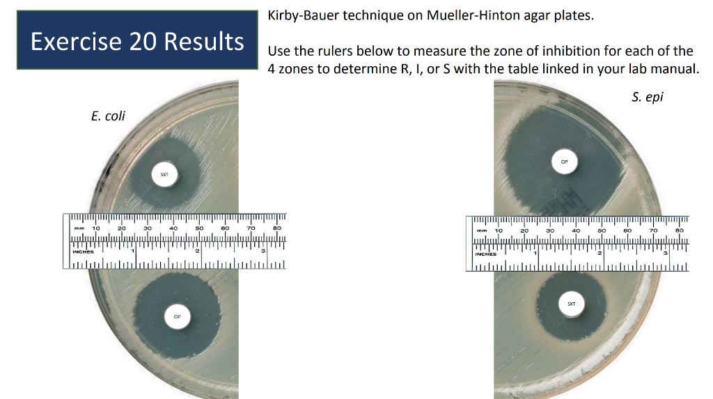 Common Equipment: Bunsen burner, flint striker, | Chegg.com