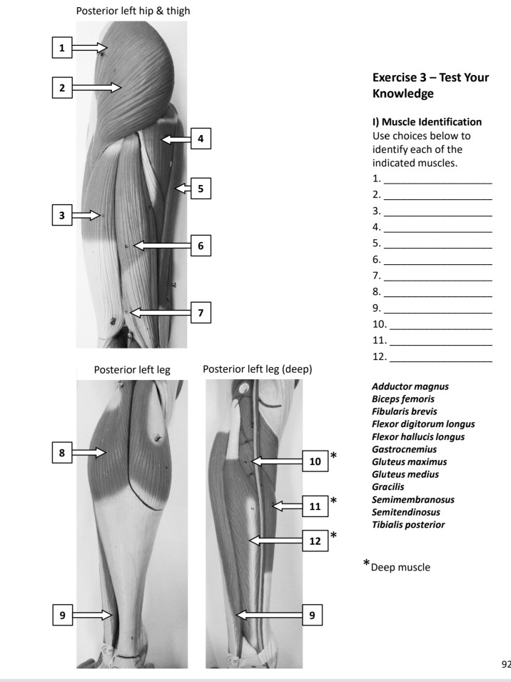 Solved B) Match each action with an appropriate muscle. | Chegg.com