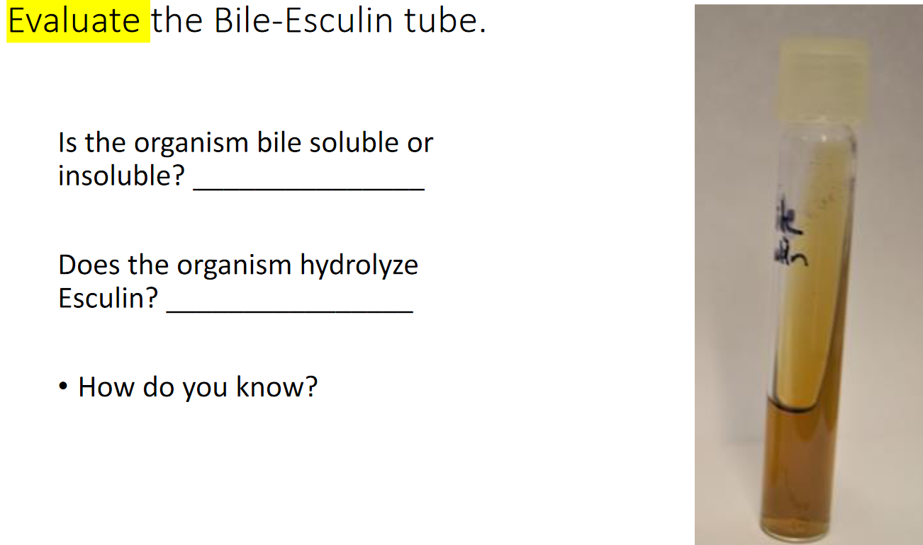 Solved Evaluate the Bile-Esculin tube. Is the organism bile | Chegg.com