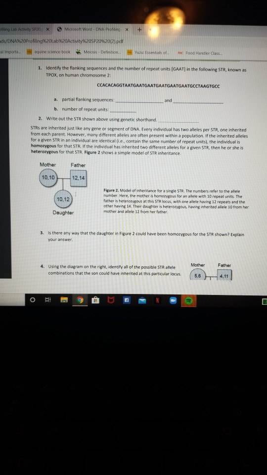 Singlab Activity SPOX Microsoft Word - DNA Prong + | Chegg.com