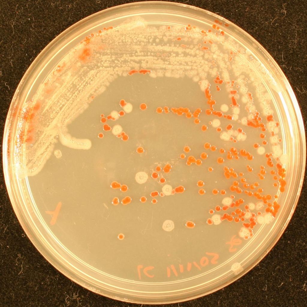 Solved Name of Bacteria used: Mixed culture of | Chegg.com
