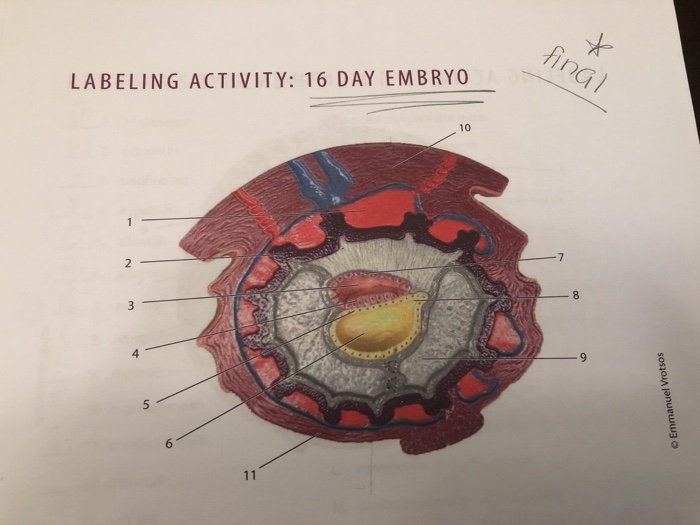 Solved LABELING ACTIVITY: 16 DAY EMBRYO- 10 4 9 | Chegg.com