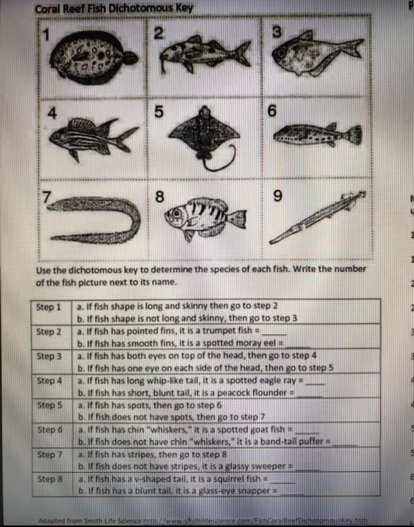 Solved Coral Reef Fish Dichotomous Key 1 2 5 6 7 8 9 Use the | Chegg.com