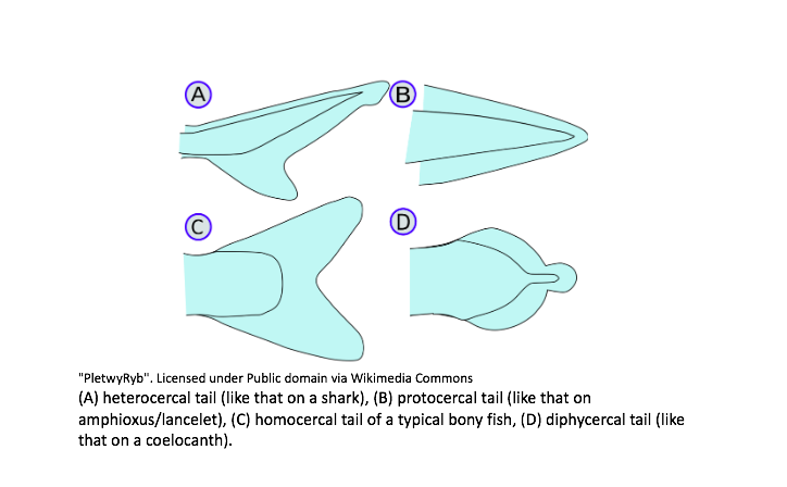 Solved Find a representative fish from types A-C. Give the | Chegg.com