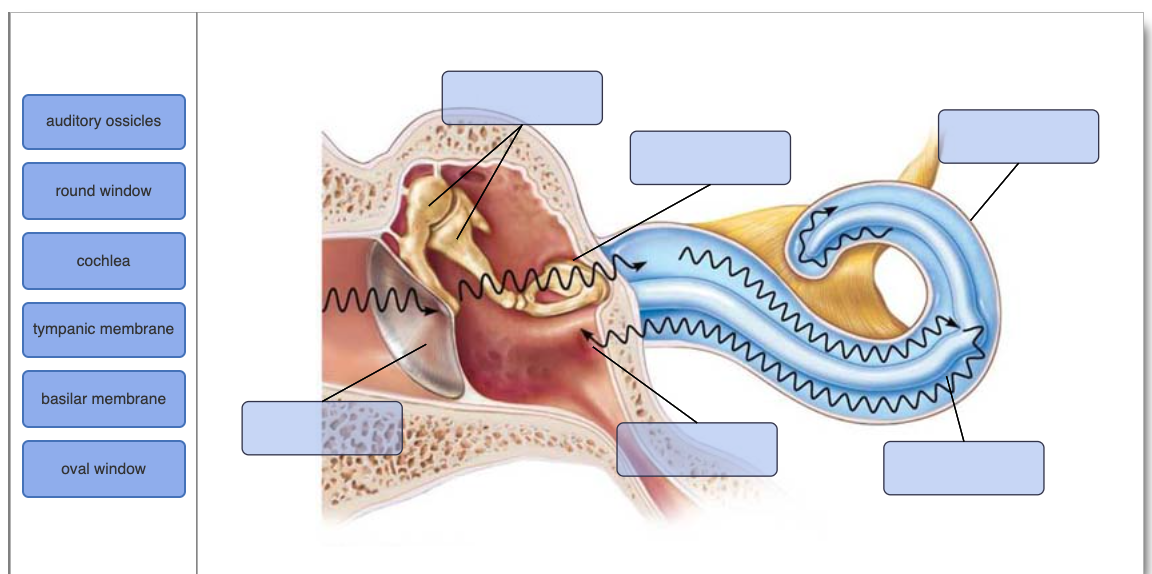 Solved auditory ossicles round window cochlea mm mm tympanic | Chegg.com