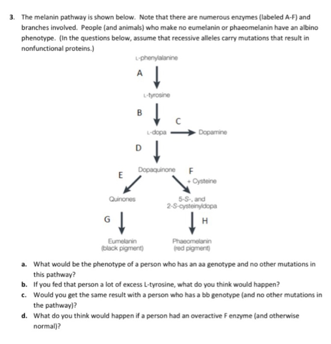 Solved 3. The melanin pathway is shown below. Note that | Chegg.com