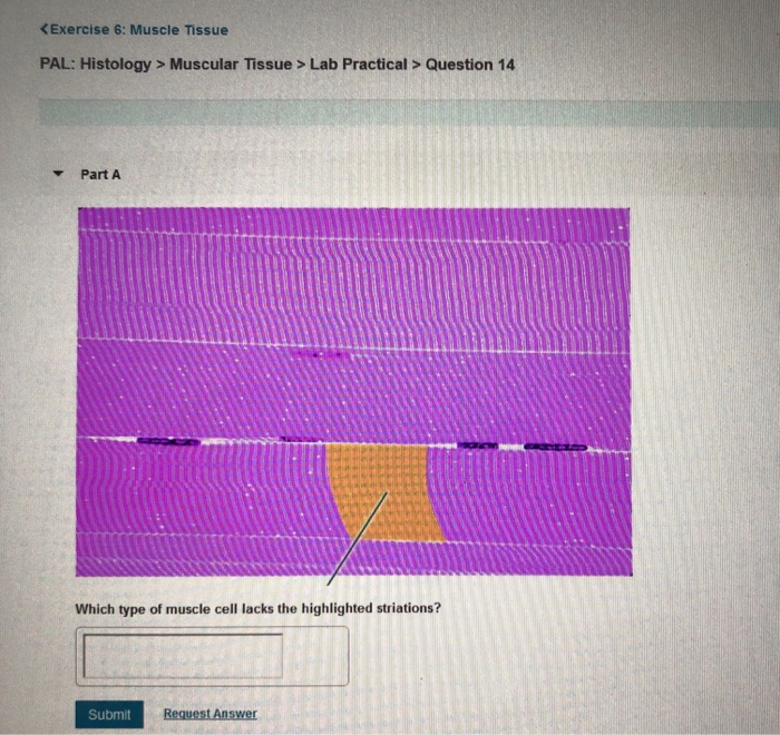 Solved Exercise 6: Muscle Tissue PAL: Histology >Muscular | Chegg.com Solved Exercise 6: Muscle Tissue PAL: Histology >Muscular | Chegg.com