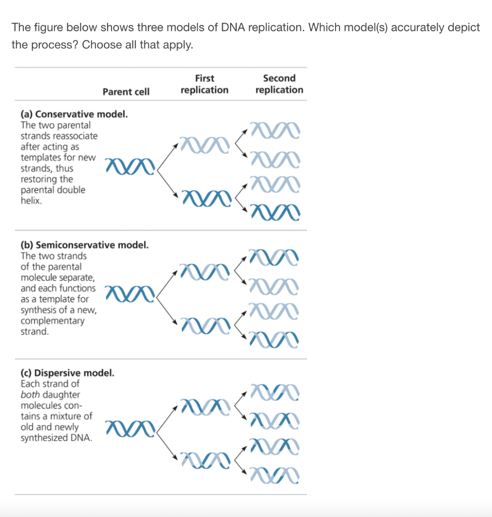 Solved The figure below shows three models of DNA | Chegg.com