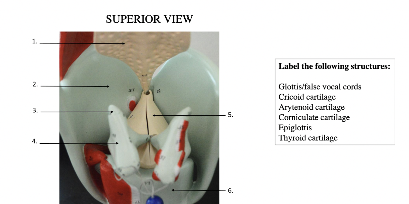 Solved Lateral View \begin{tabular}{|l|} \hline Label the | Chegg.com