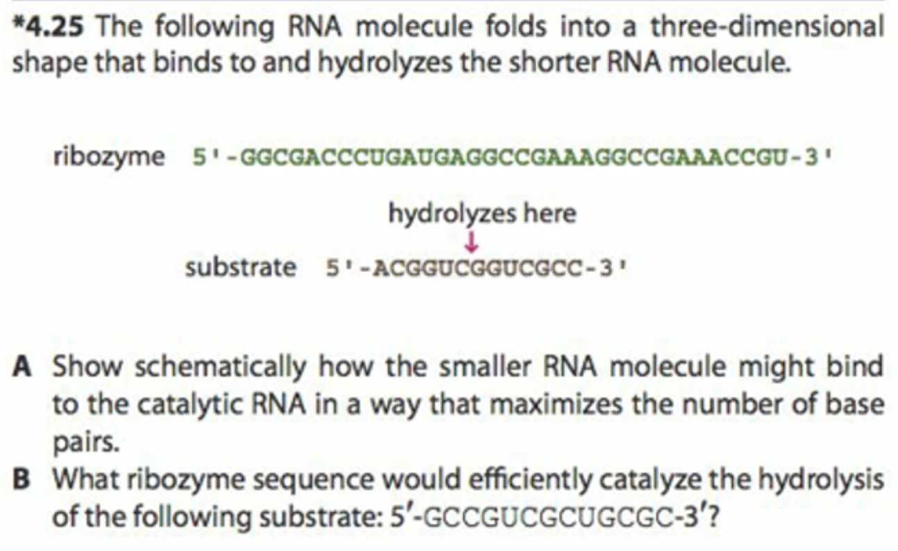 Solved *4.25 The following RNA molecule folds into a | Chegg.com