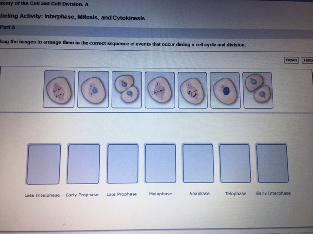 Solved tomy of the Cell and Cell Division. A beling | Chegg.com
