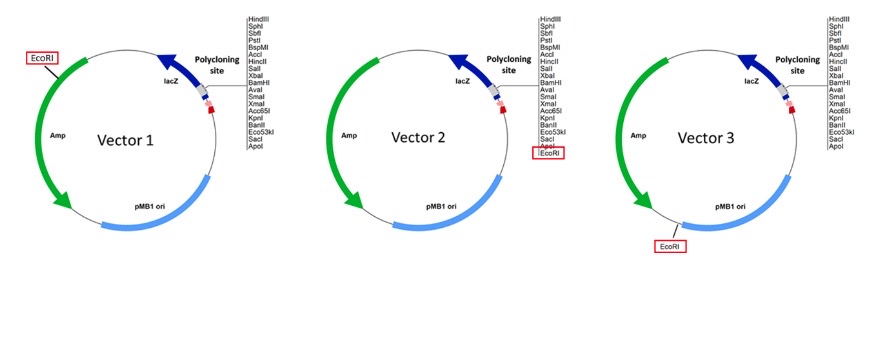 Solved To facilitate cloning the PCR product into a plasmid | Chegg.com
