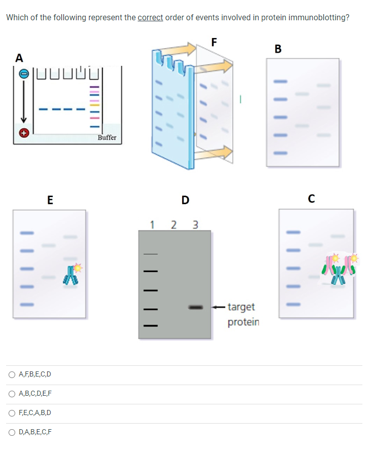 Solved Which of the following represent the correct order of | Chegg.com