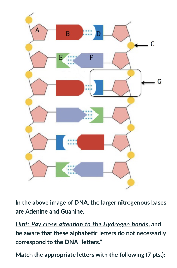 Solved A B F C E F G In the above image of DNA, the larger | Chegg.com