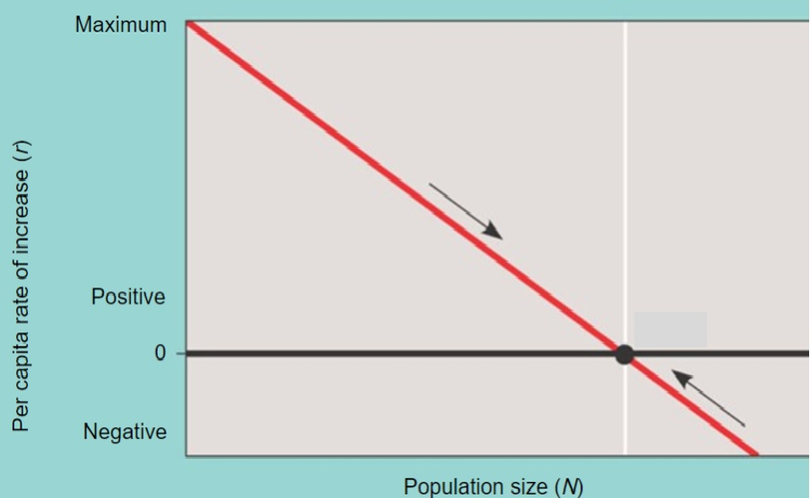Solved In the above figure, as population size increases, | Chegg.com