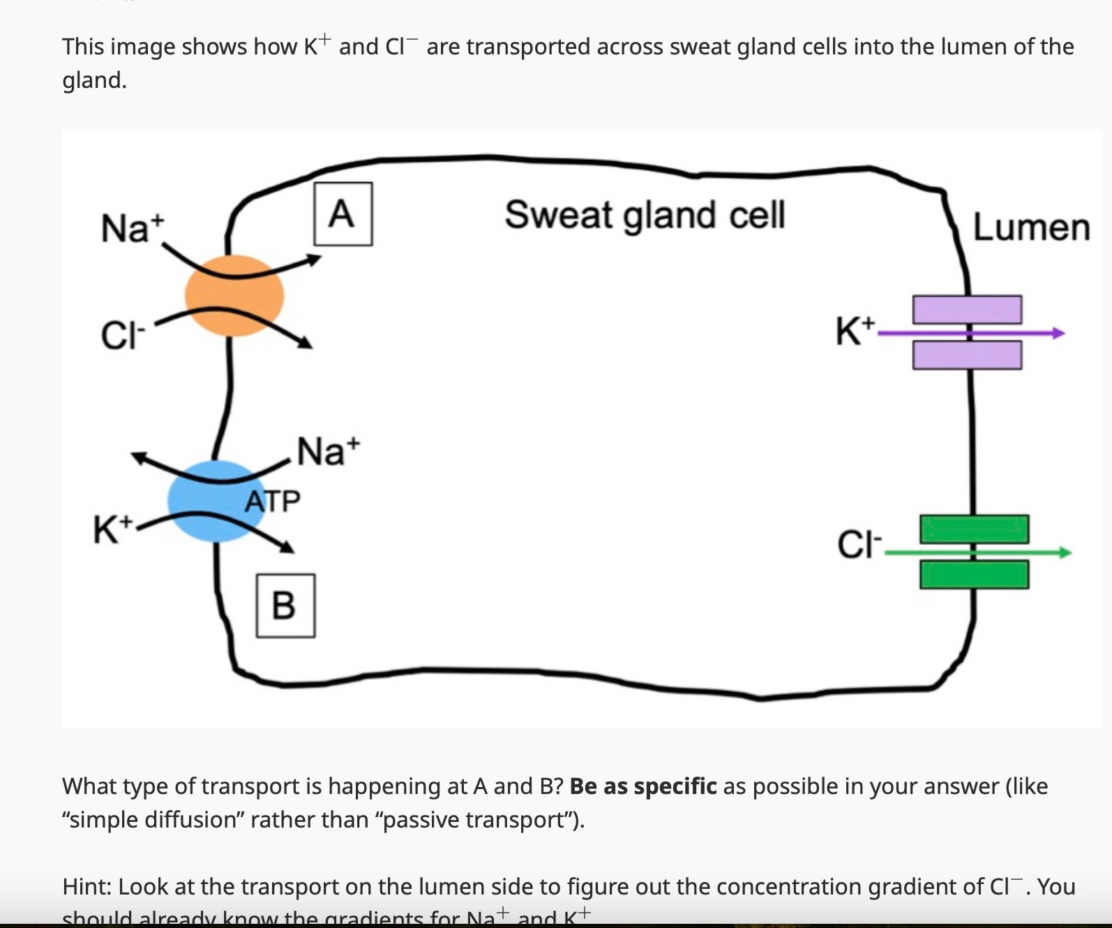 Solved This image shows how K+and Cl-are transported across | Chegg.com