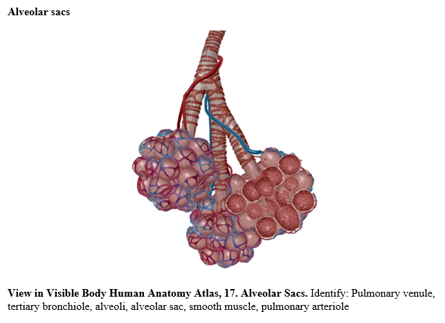 Solved Alveolar sacs View in Visible Body Human Anatomy | Chegg.com