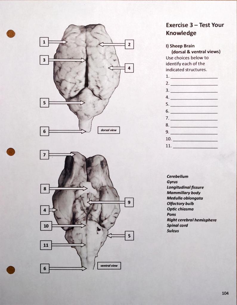 Sheep Brain Quiz Sheep Brain Anatomy Midsagittal Section 1/2