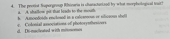 Solved he protist Supergroup Rhizaria is characterized by | Chegg.com