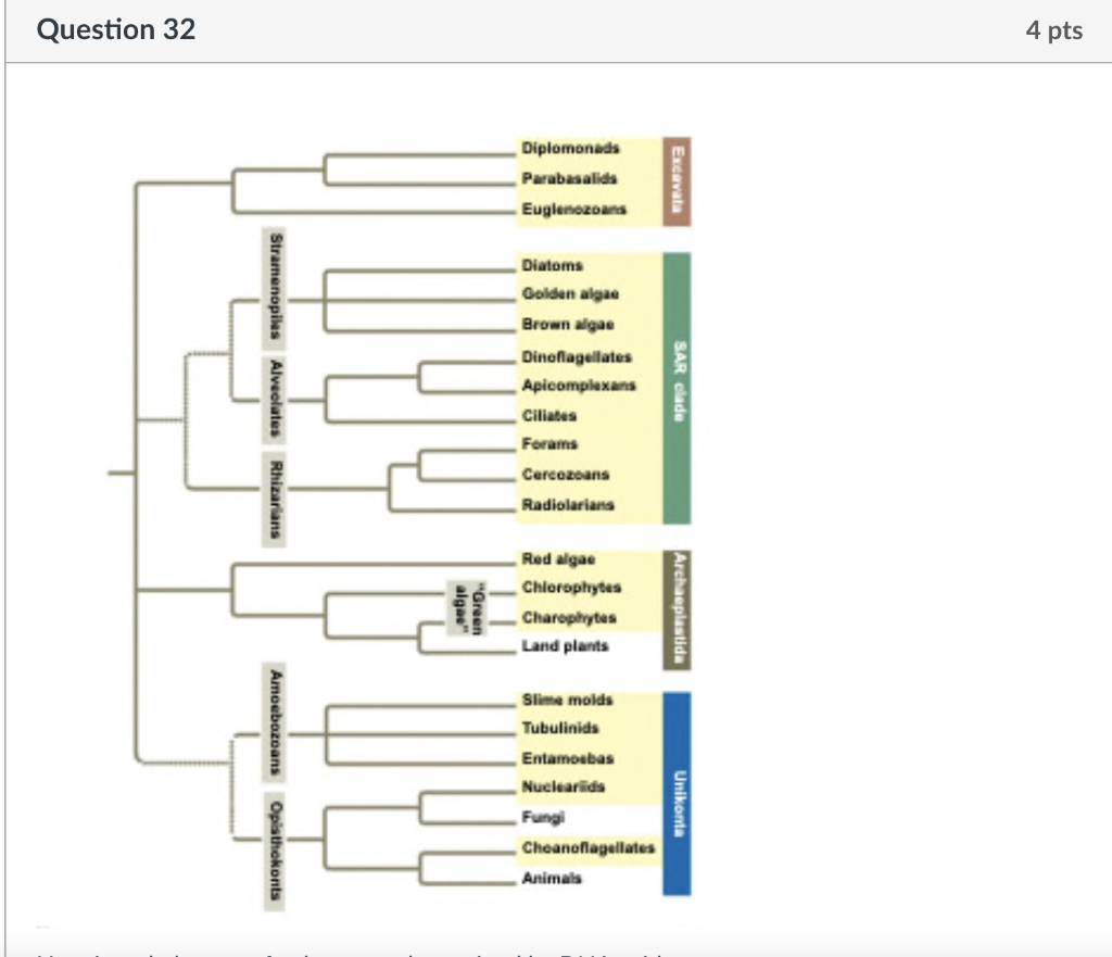 Solved Question 32 4 pts Diplomonas Parabasalis Euglenozoans | Chegg.com
