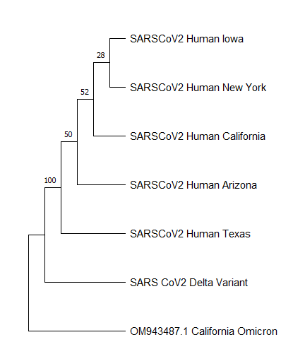 Solved Observe the bootstrap consensus tree. Which strain is | Chegg.com