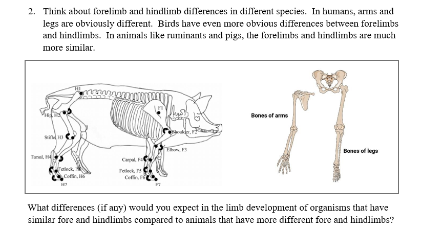 Solved 2. Think about forelimb and hindlimb differences in | Chegg.com