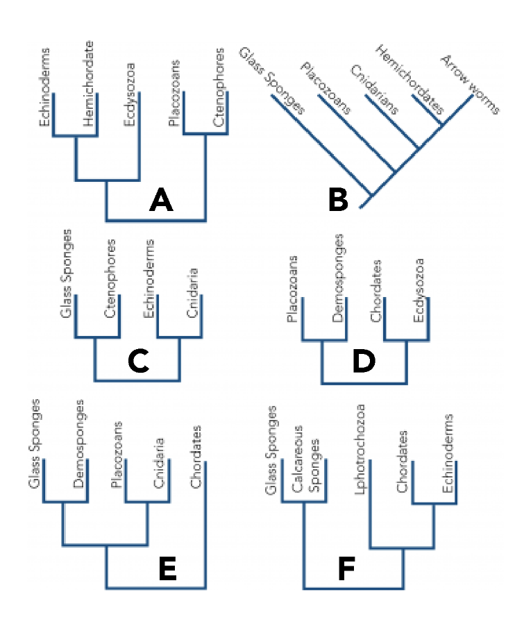 Solved Please state ALL correct choices of which trees are | Chegg.com