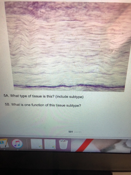 Solved 5A. What type of tissue is this? (include subtype) | Chegg.com
