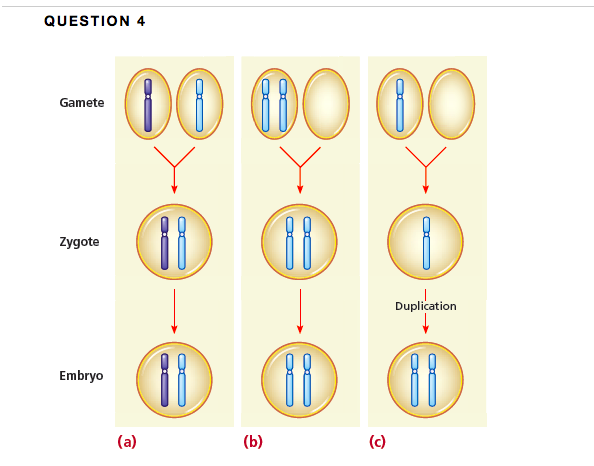 Solved Describe normal embryo formation and two mechanisms | Chegg.com
