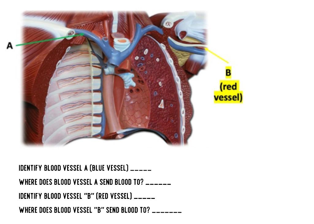 Solved A IDENTIFY FORMED ELEMENT "A" TRUE OR FALSE: FORMED | Chegg.com