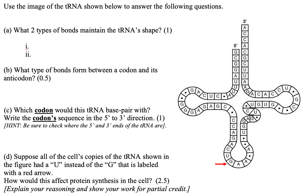 Solved Use the image of the tRNA shown below to answer the | Chegg.com