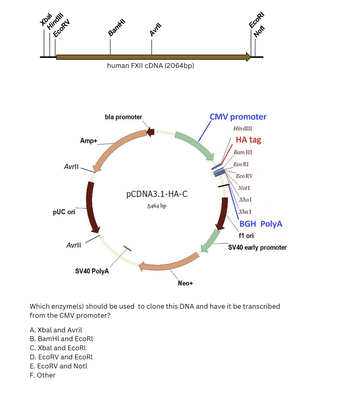 Solved Which enzyme(s) should be used to clone this DNA and | Chegg.com
