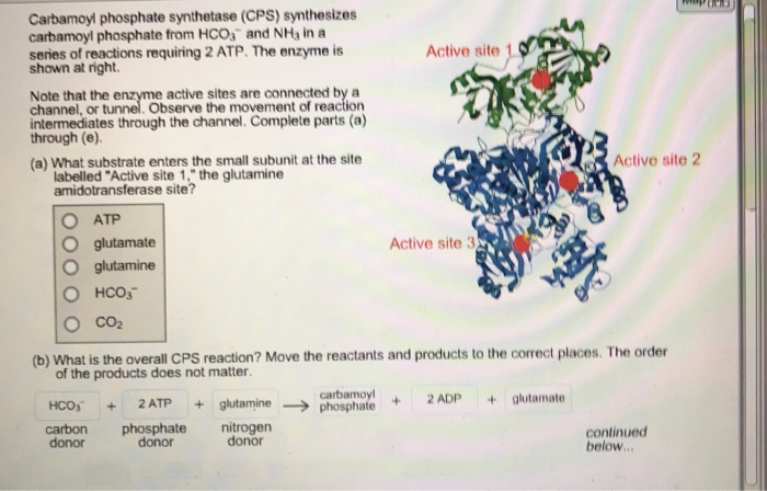 Solved Carbamoy phosphate synthetase (CPS) synthesizes | Chegg.com