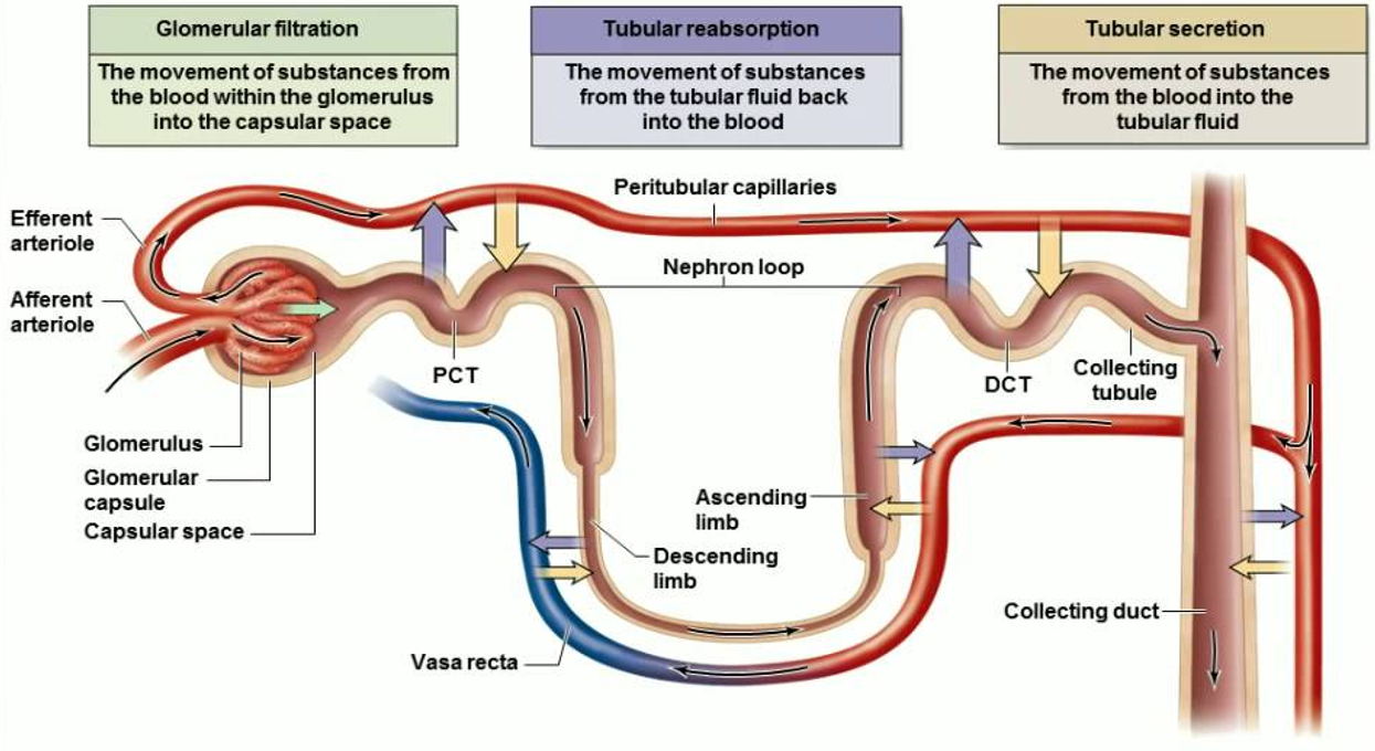 Solved Glomerular filtration Tubular secretion The movement | Chegg.com