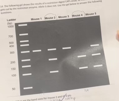Solved The following gel shows the results of a restriction | Chegg.com