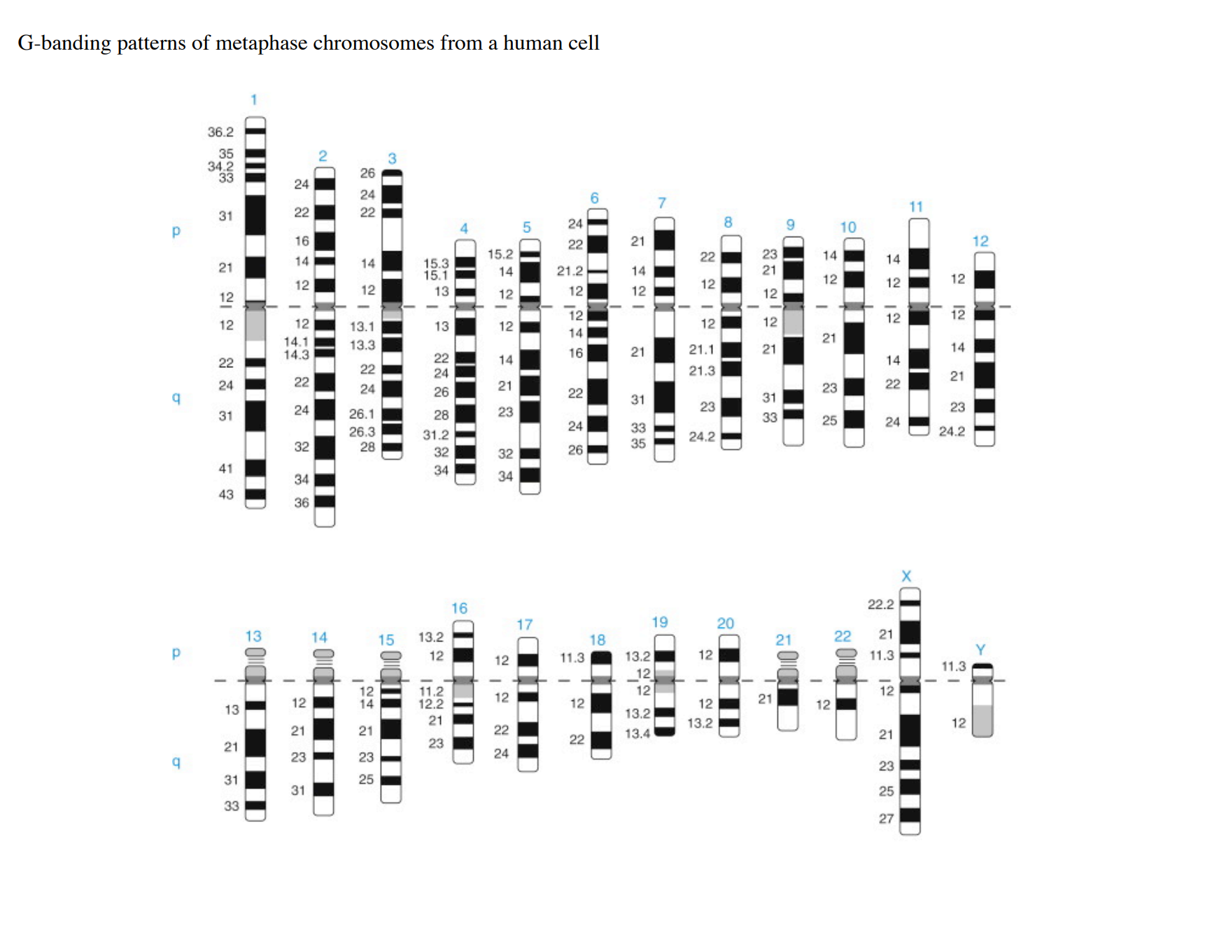 Solved Find homologous chromosome pairs by observing their | Chegg.com