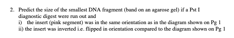 Solved Predict the size of the smallest DNA fragment (band | Chegg.com