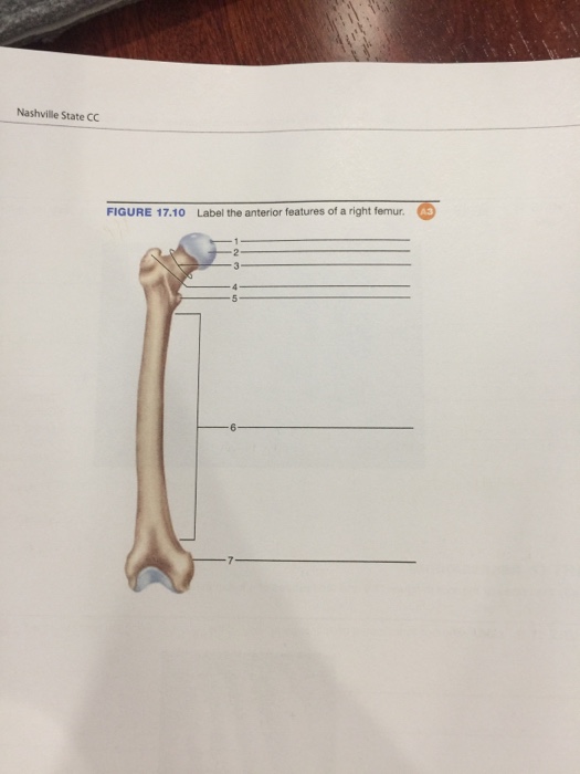 Solved Nashville State CC FIGURE 17.10 Label the anterior | Chegg.com Solved Nashville State CC FIGURE 17.10 Label the anterior | Chegg.com