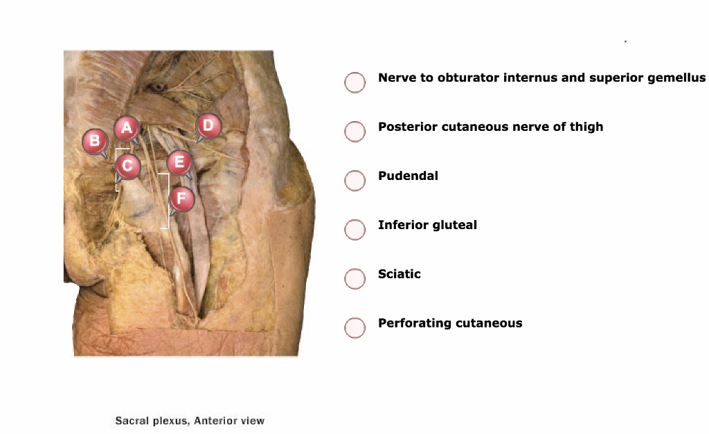 Nerve To Obturator Internus