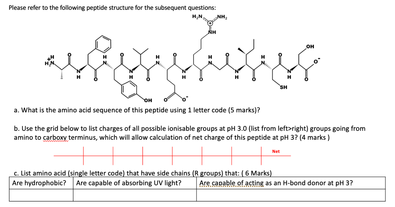 Solved Please refer to the following peptide structure for | Chegg.com