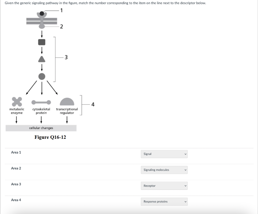 Solved Given the generic signaling pathway in the figure, | Chegg.com