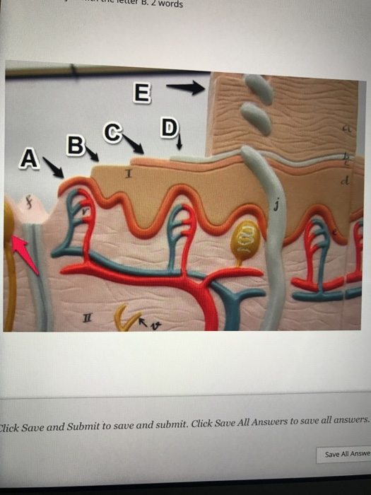 Solved e leter B. 2 words A B C D Click Save and Submit to | Chegg.com