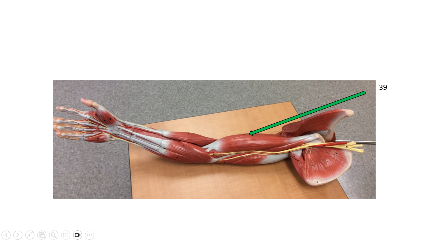 Anatomy and physiology Archive | August 13 2023 | Chegg.com
