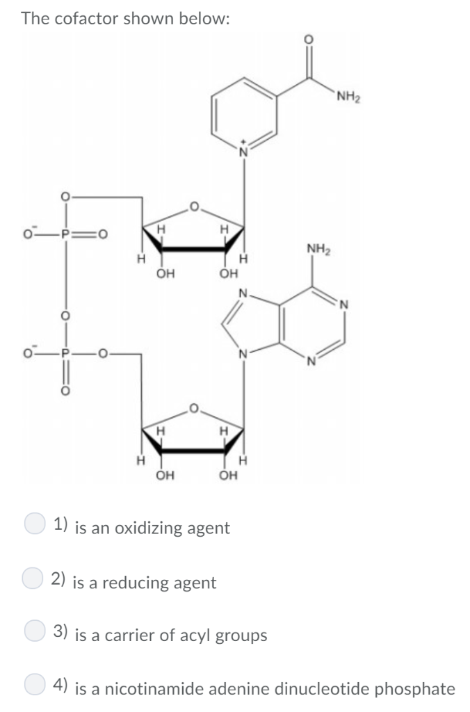 Solved The cofactor shown below: NH2 NH2 OH OH 0 OH OH 1) is | Chegg.com