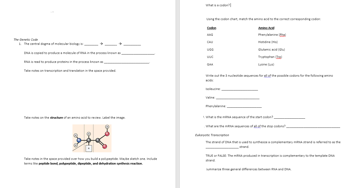 Solved What is a codon? Using the codon chart, match the | Chegg.com