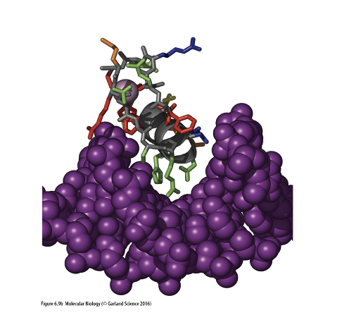 Solved Name the DNA-binding domain shown in the figure below | Chegg.com