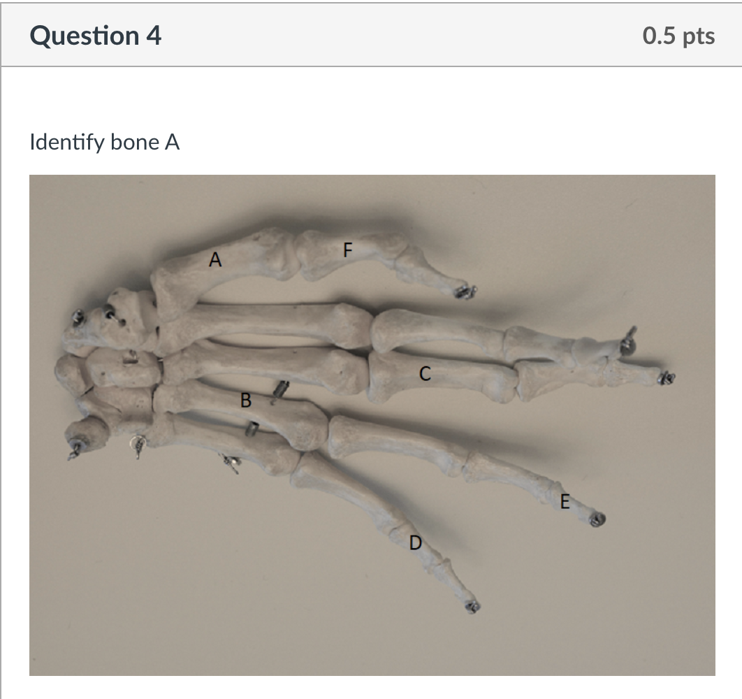 Solved Identify bone AIdentify bone FIdentify feature D | Chegg.com